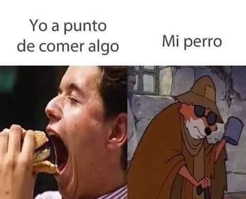 Mi perro siempre - Meme subido por wolschaldo :) Memedroid