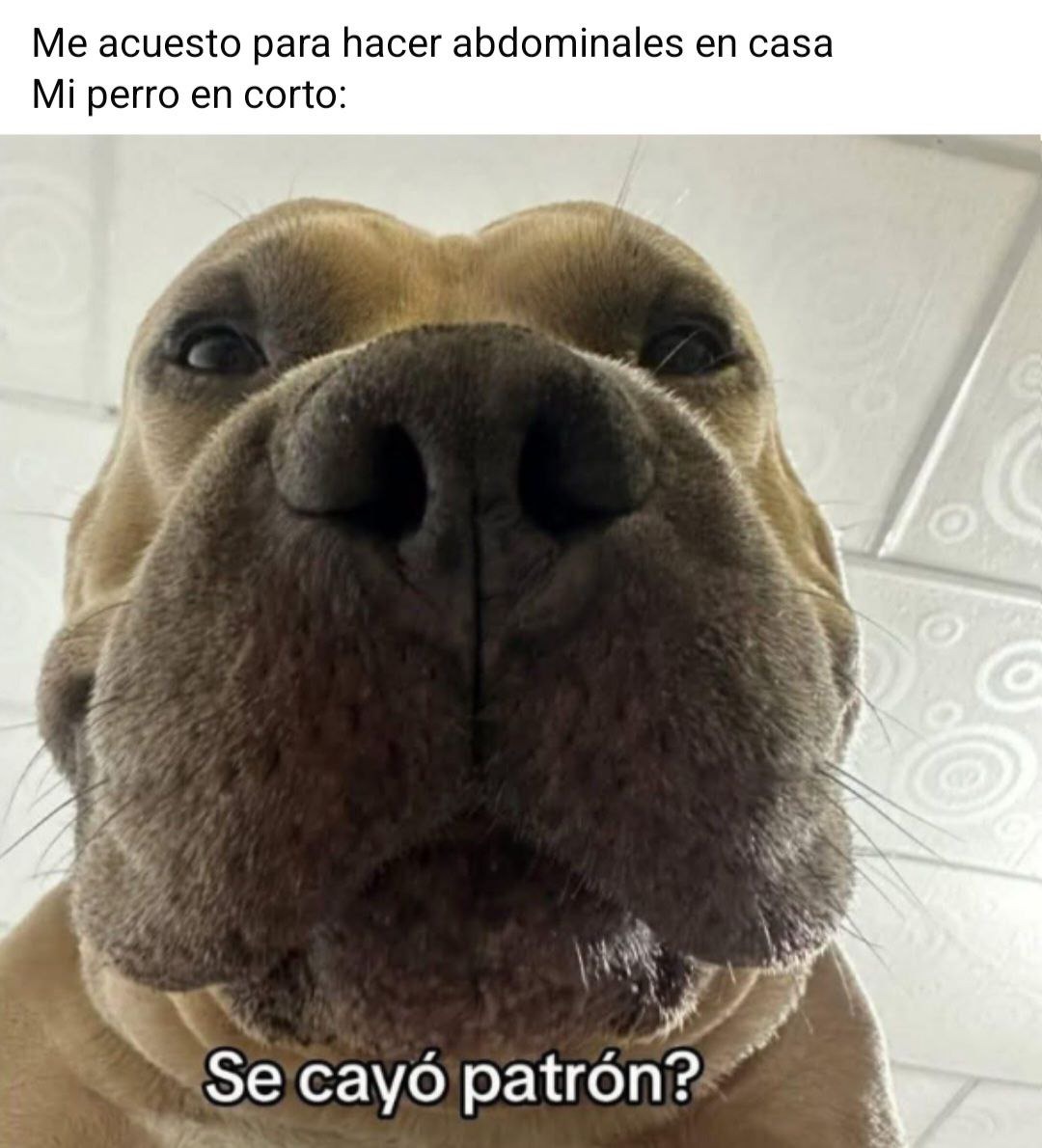 Top memes de Perros en español :) Memedroid