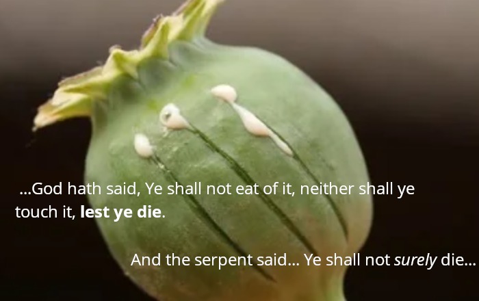 The best Forbiddenfruit memes :) Memedroid