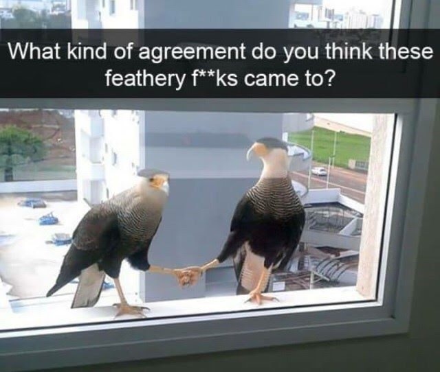 The best Eagle memes :) Memedroid