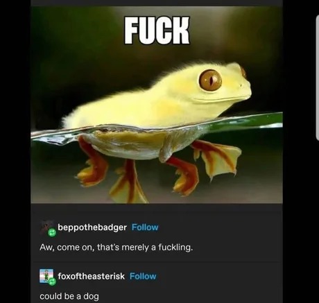 The best Frog memes