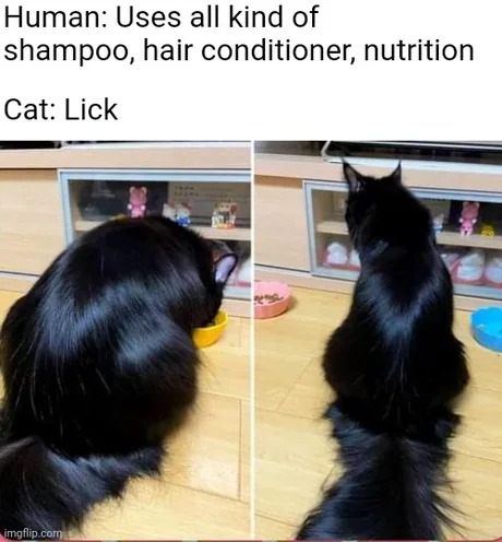 Latest memes / New memes :) Memedroid