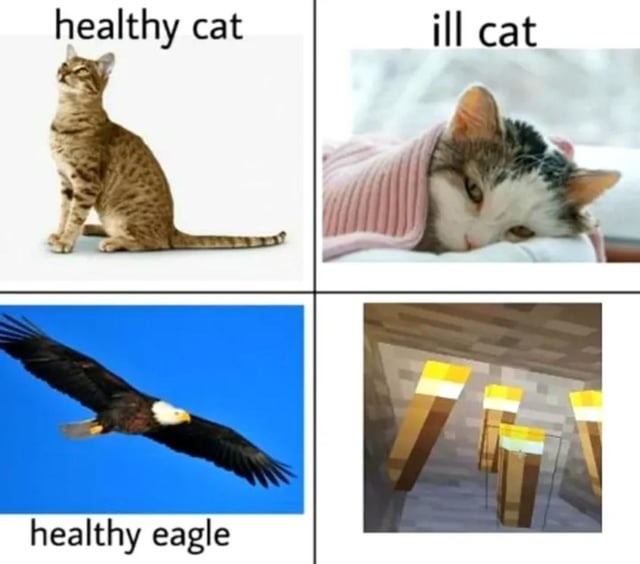 The best Eagle memes :) Memedroid