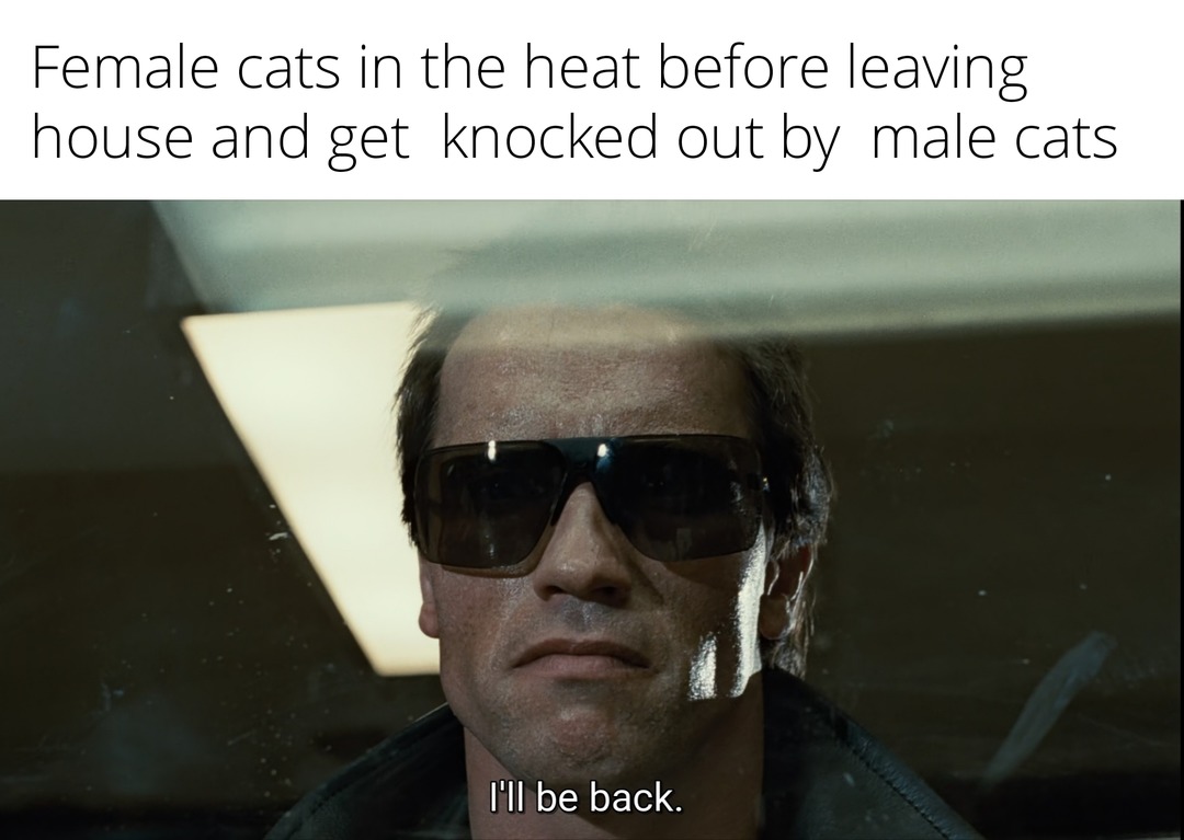 female cats - Meme by ri3zo :) Memedroid