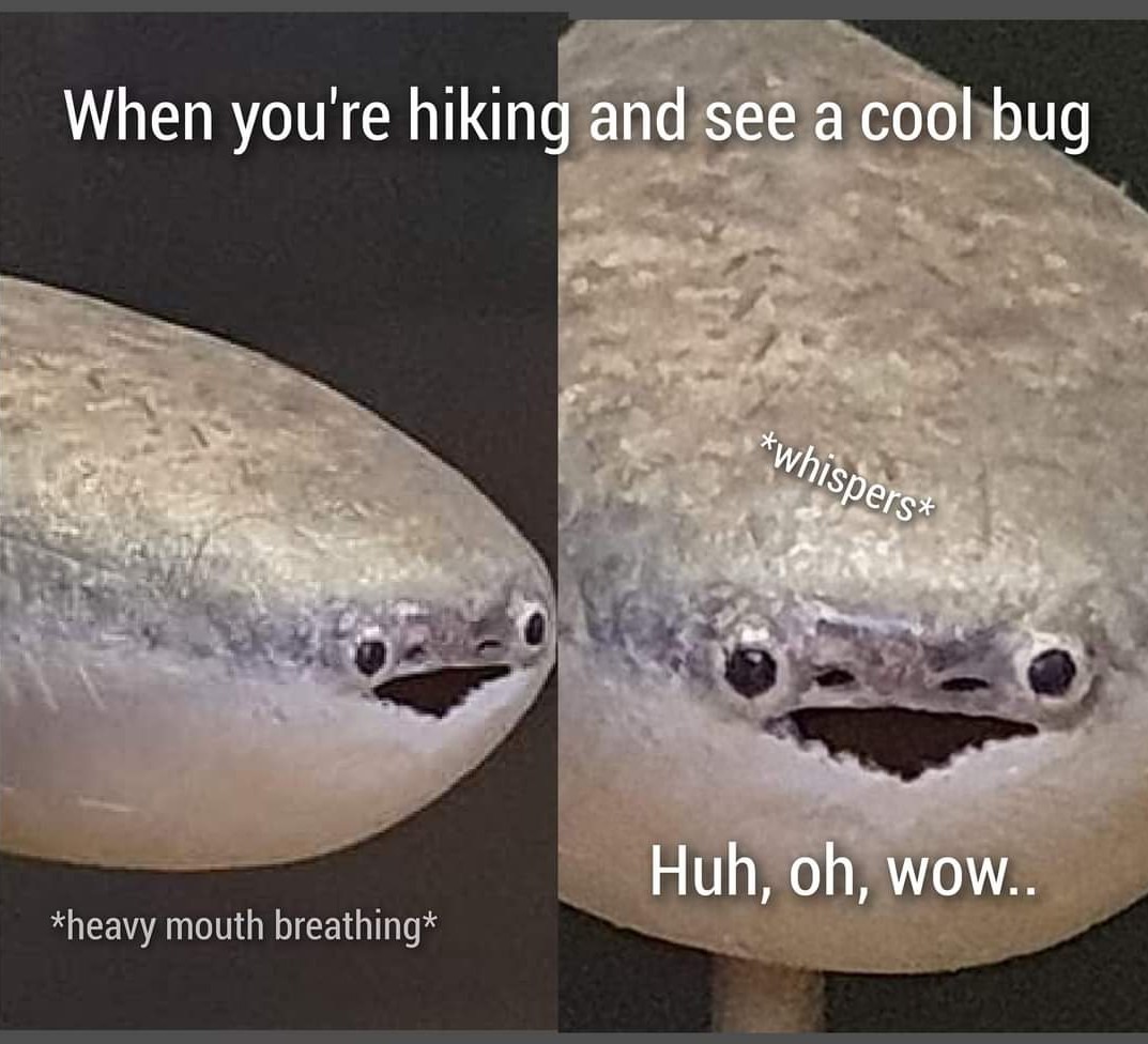 The Latest Memes :) Memedroid