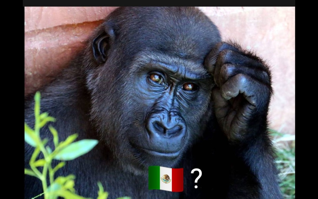 Changos - Meme by El_pajaro_encamotado :) Memedroid