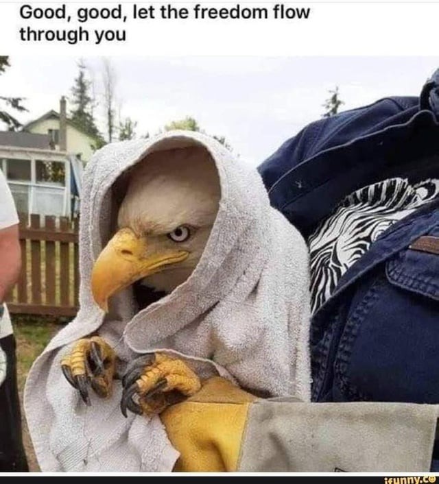 The best Eagle memes :) Memedroid