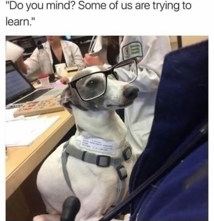 Studious doggo - Meme by PopeyeTheMemerMan :) Memedroid