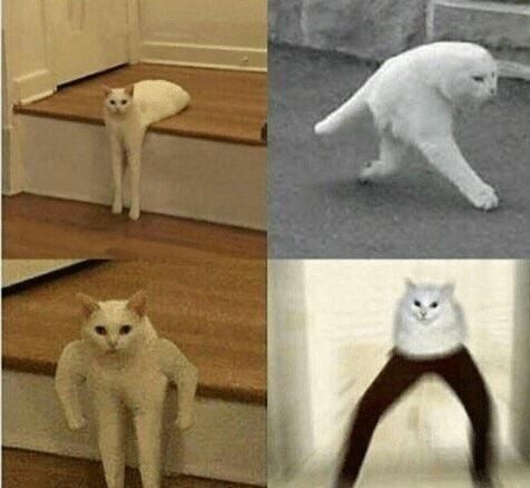 Top memes de gatos en español :) Memedroid