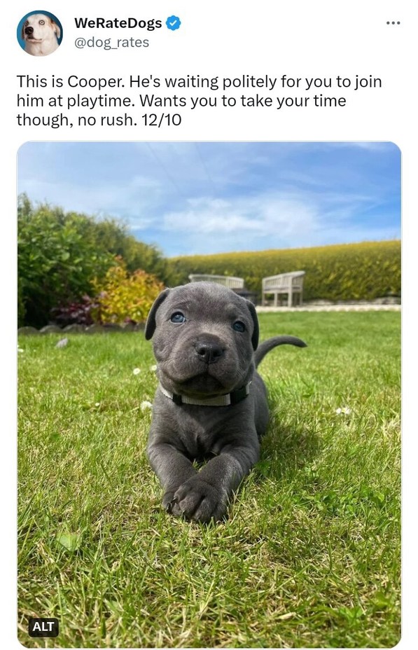 this is cooper - Meme by tamikins123 :) Memedroid