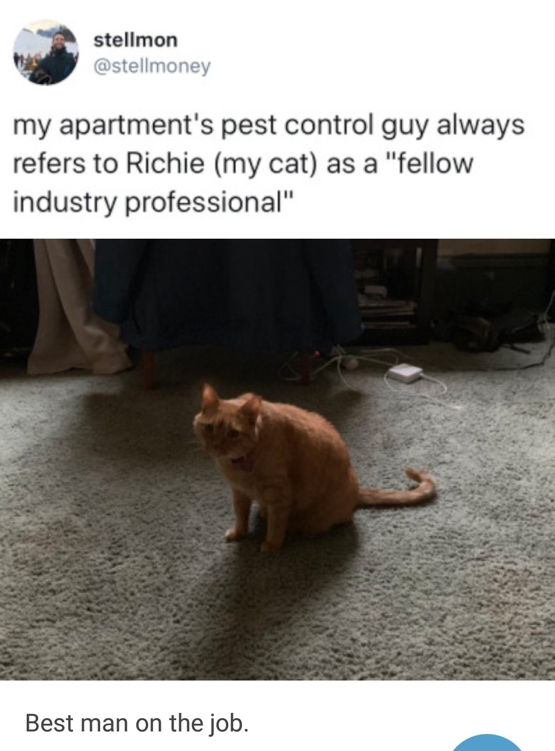 Cat - Meme by The_Party_Pooper :) Memedroid