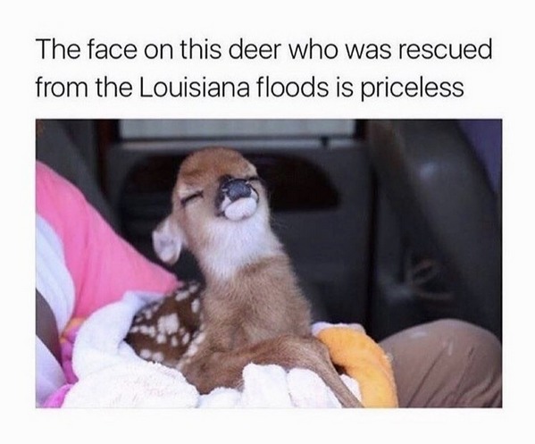 The best Deer memes :) Memedroid