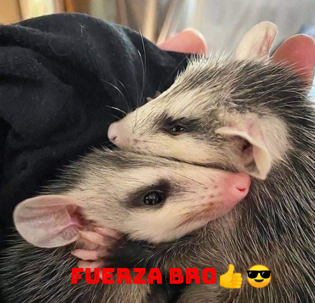 Fuerza - Meme subido por Tostapav :) Memedroid