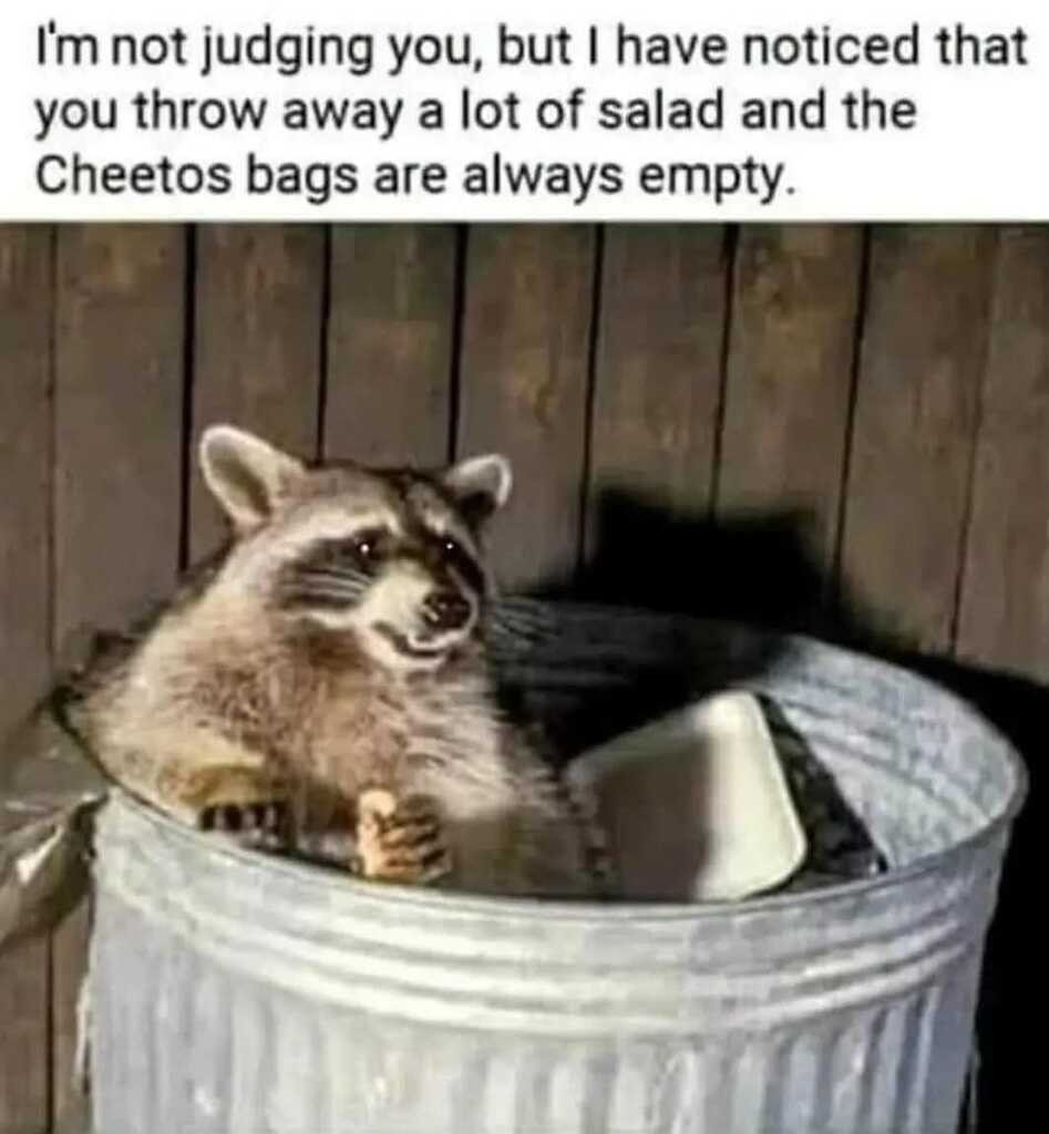 The best Raccoon memes :) Memedroid