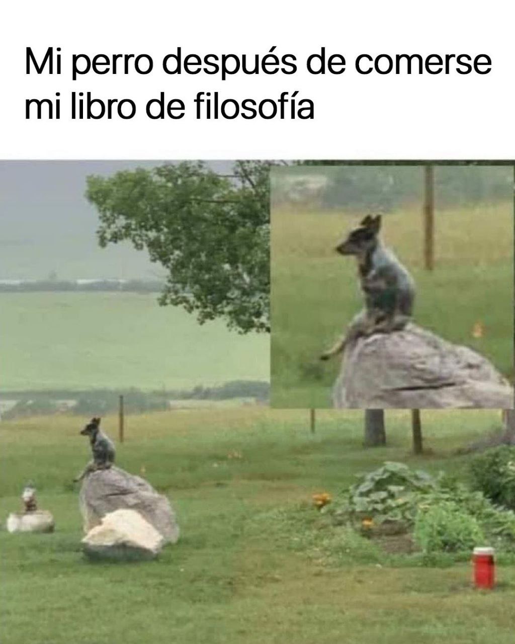 Top memes de Perros en español :) Memedroid