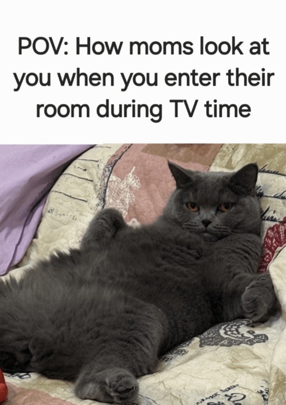 The best cat memes