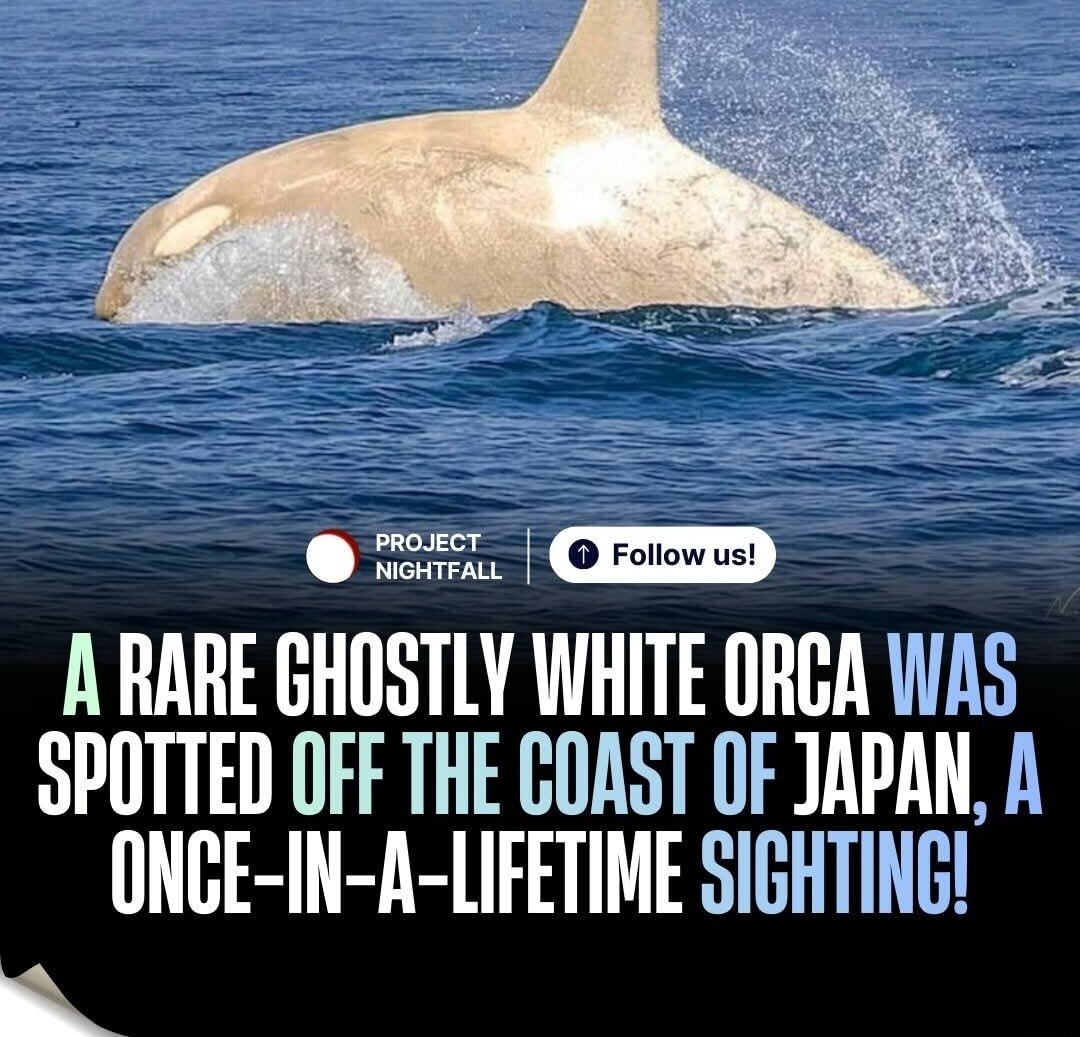 The best Orca memes :) Memedroid