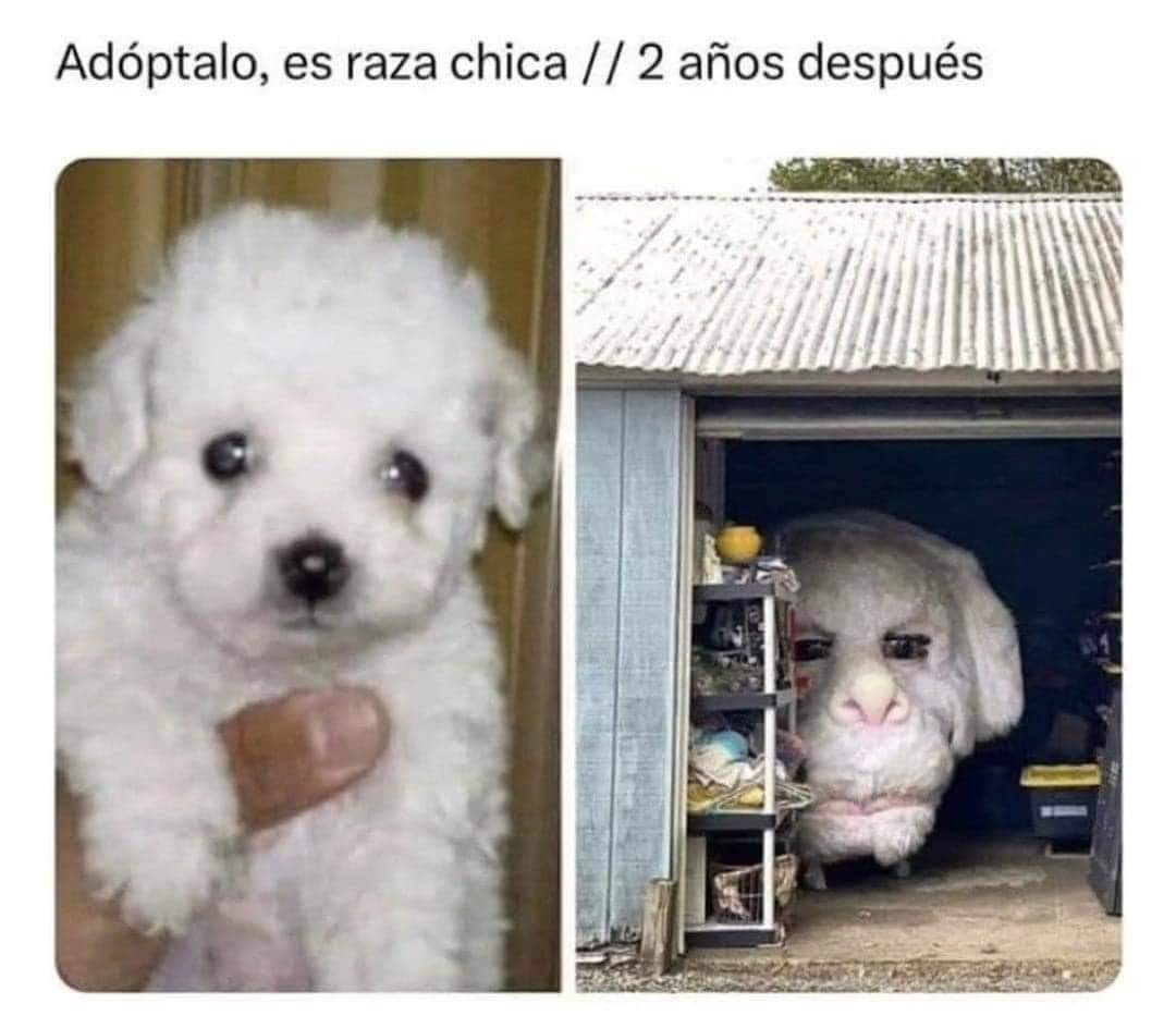 Los Últimos Memes :) Memedroid