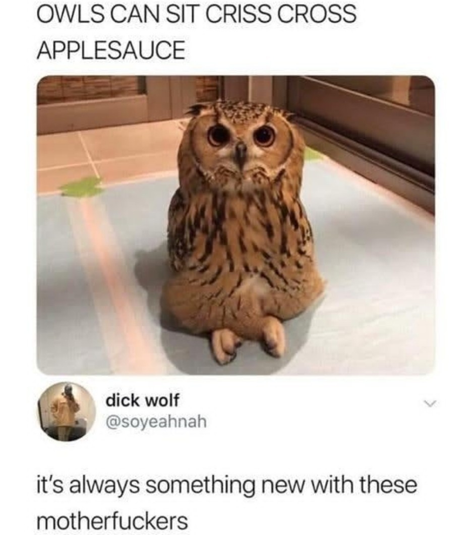 Good critters - Meme by TLaine :) Memedroid