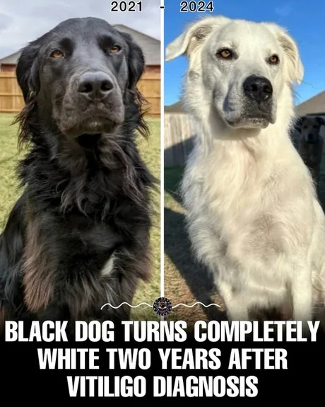 The best Vitiligo memes :) Memedroid