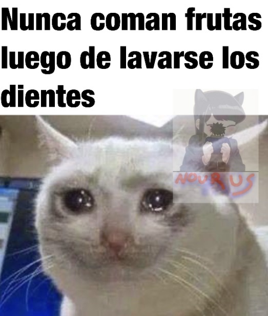 Top memes de Gato en español :) Memedroid