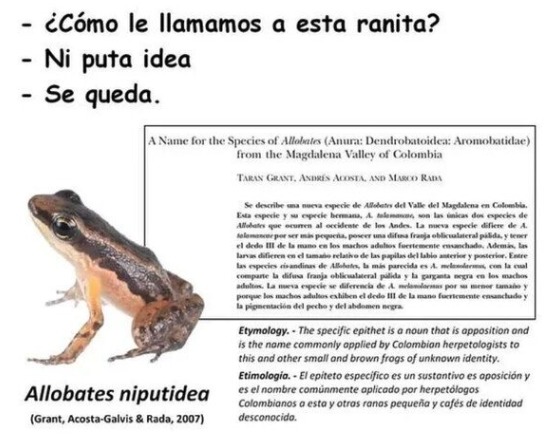 Top memes de Rana en español :) Memedroid