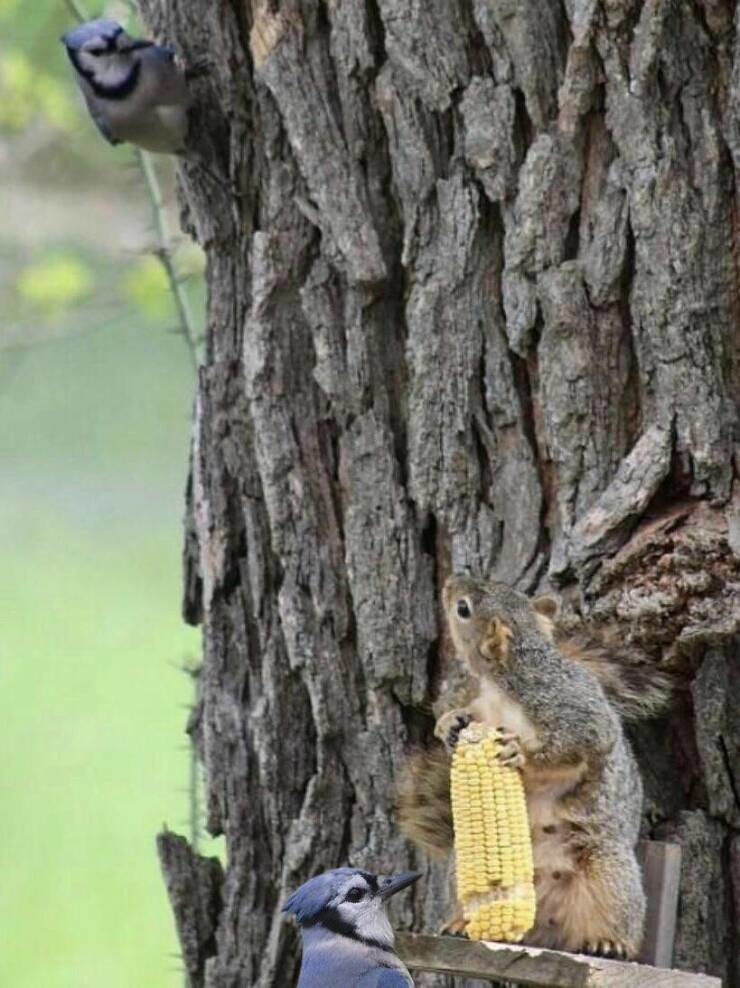 Clever girl. - Meme by Grumpasaurus :) Memedroid