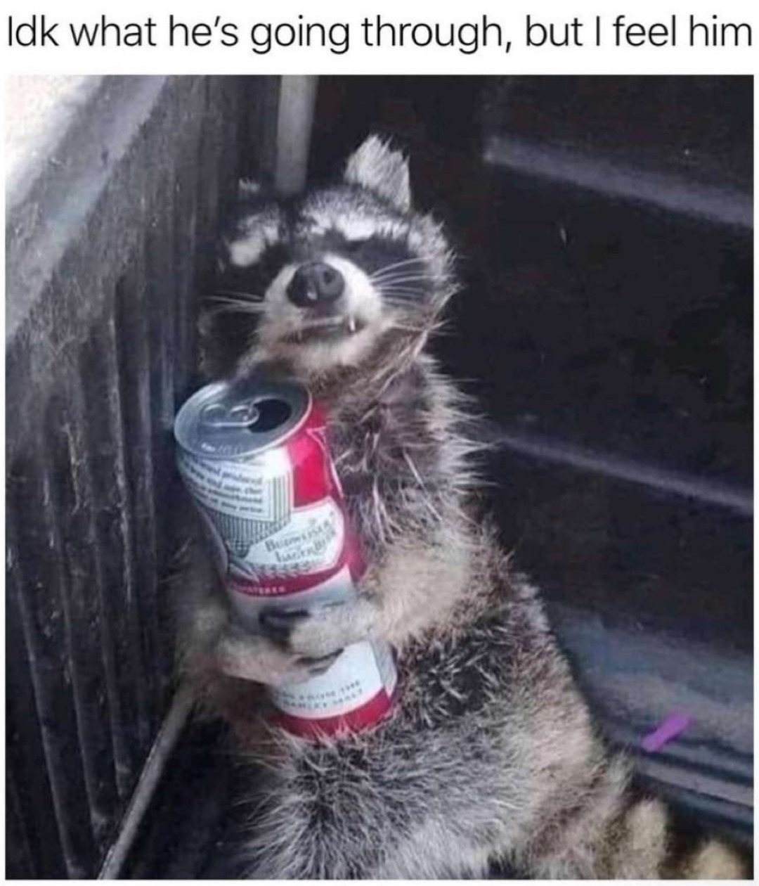 Racoon - Meme by Esmeria :) Memedroid