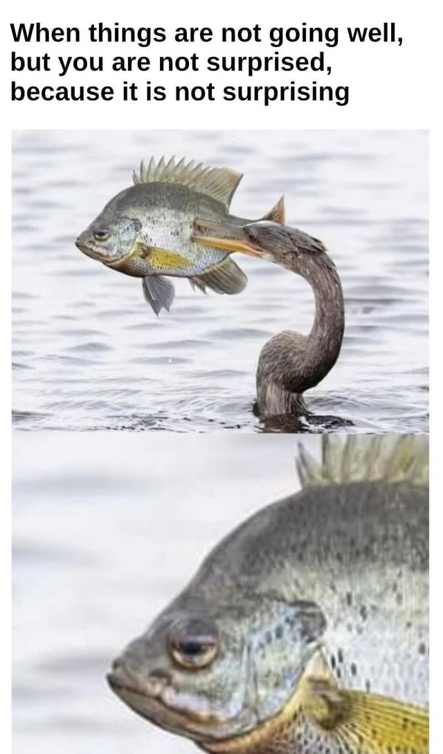 The best Fish memes :) Memedroid