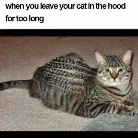 Cat got cornrows - Meme by Alpharius :) Memedroid