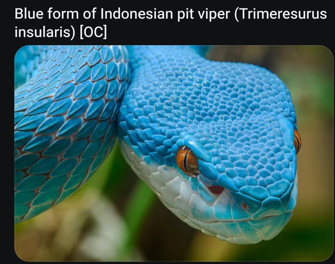 The best Snake memes :) Memedroid