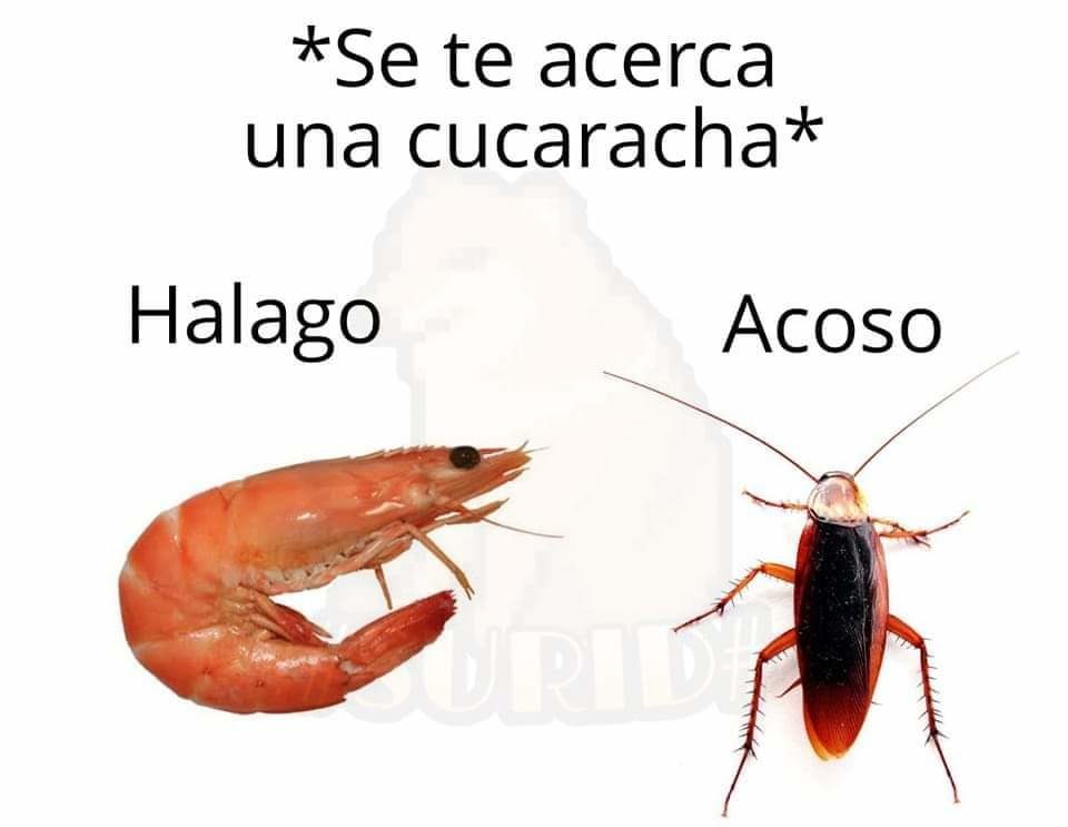 Top memes de Cucaracha en español :) Memedroid