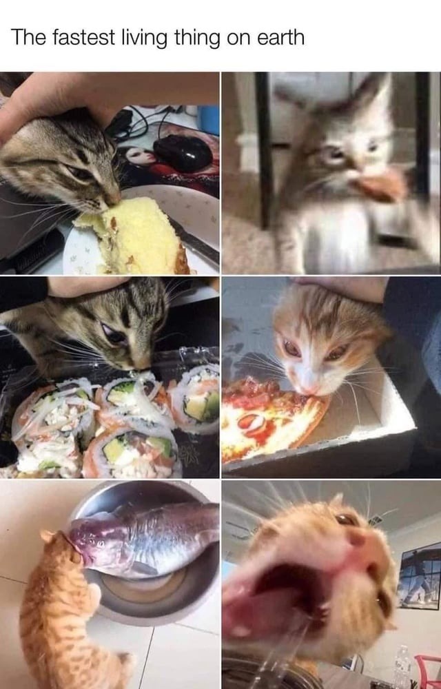 The best Speed memes :) Memedroid