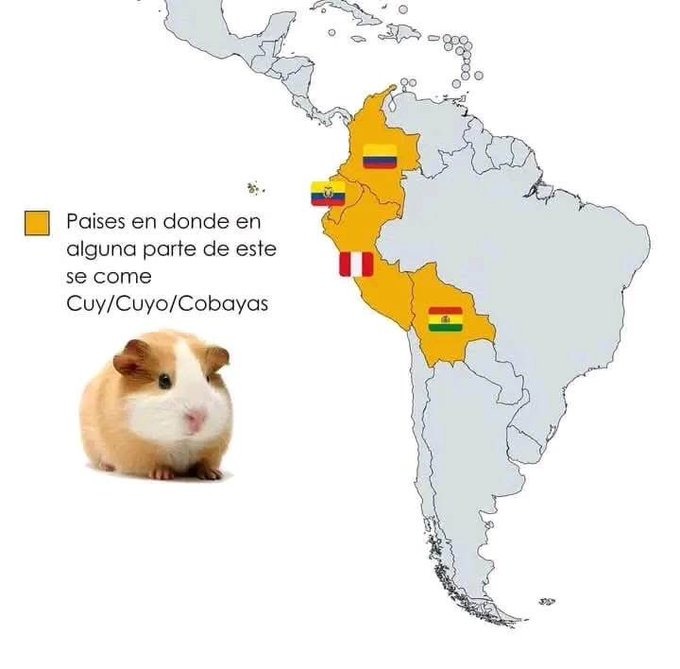 Memes De Cobayas