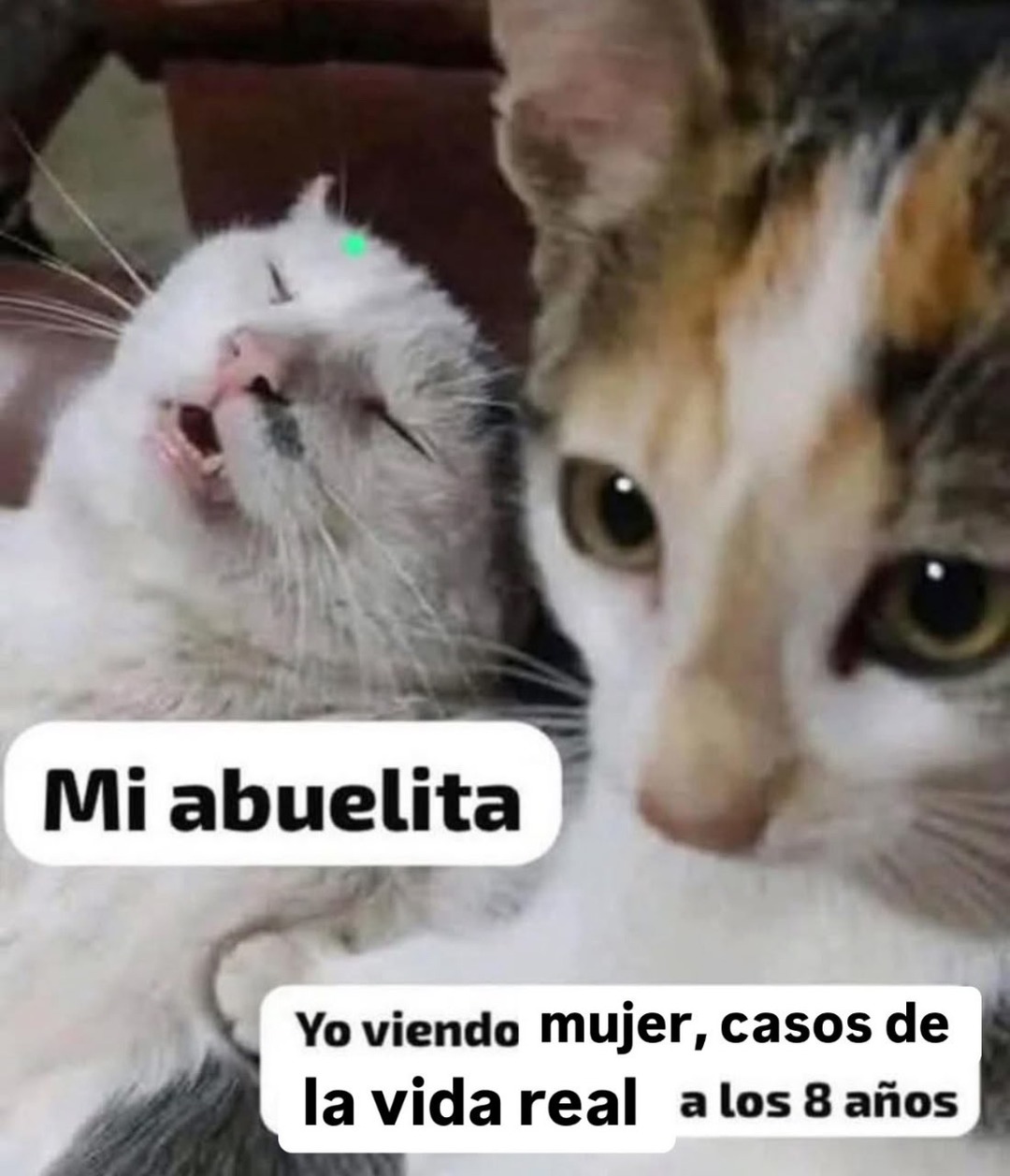 Los Últimos Memes :) Memedroid