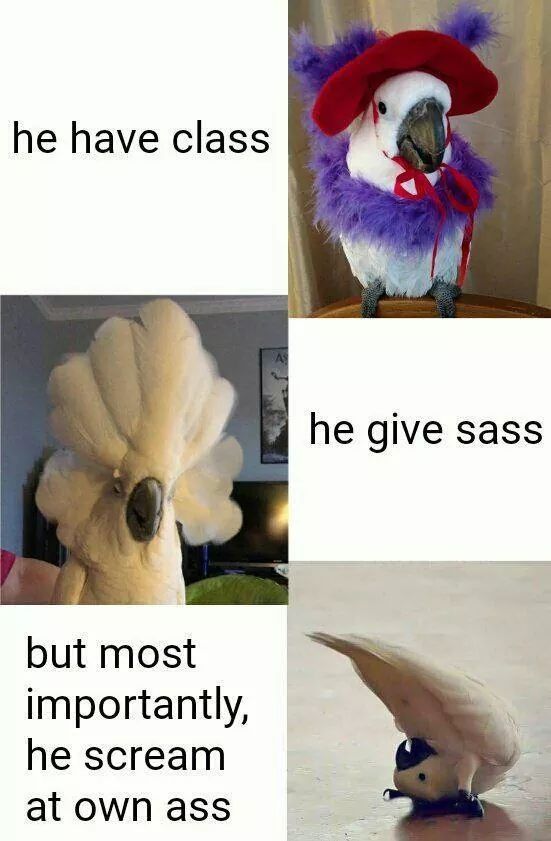 The best birb memes :) Memedroid