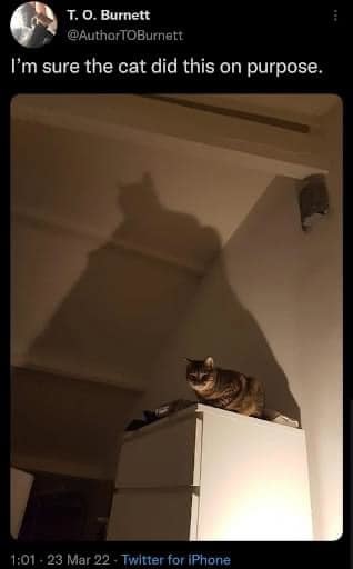 Batcat - Meme by YourOtherLeft :) Memedroid