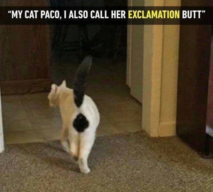 Cat Paco - Meme subido por Samuraistorm666 :) Memedroid