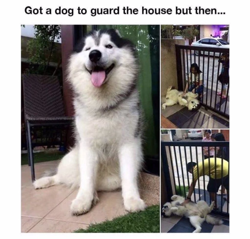 Wrong dog - Meme by schizoidman :) Memedroid