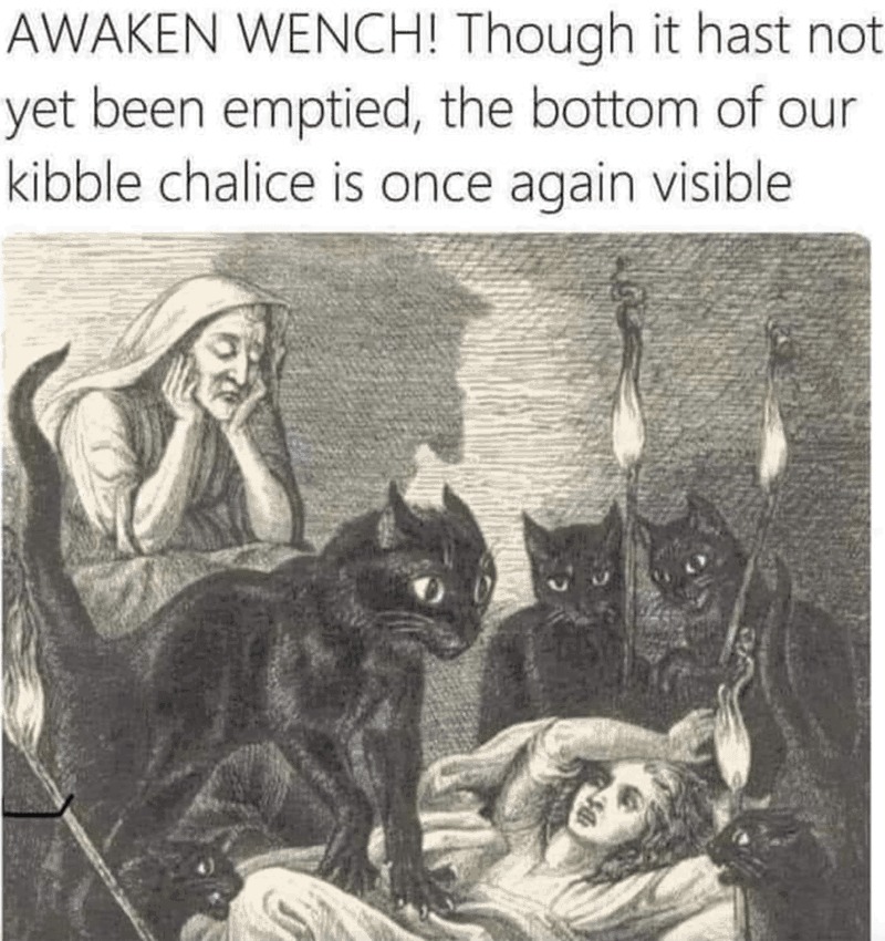 Provide the kibble or we shall consume your face for subsistence - Meme ...