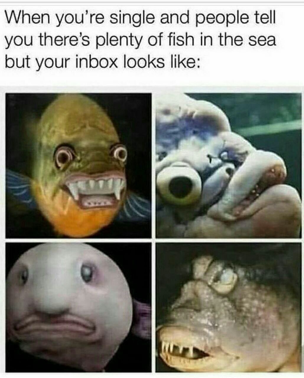 The best Fish memes :) Memedroid