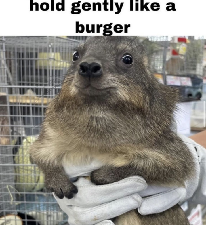 The best Hyraxes memes :) Memedroid