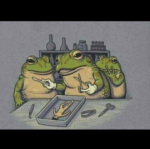 The best Frogs memes :) Memedroid