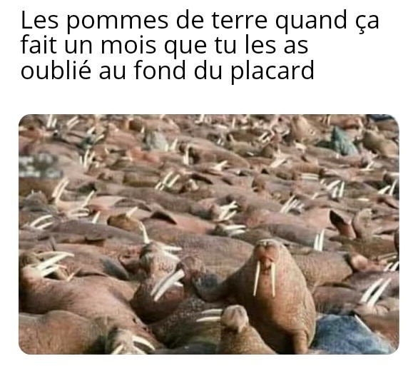 L'idée a germé - Meme by Piboul11 :) Memedroid