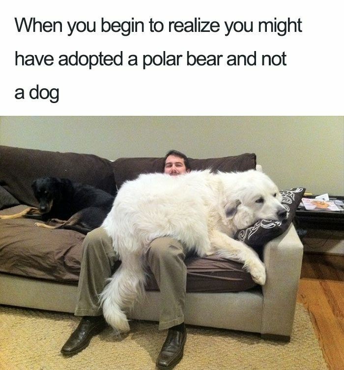 My dog is that big and his name is patronus - Meme by Dragon_Borne_2 ...