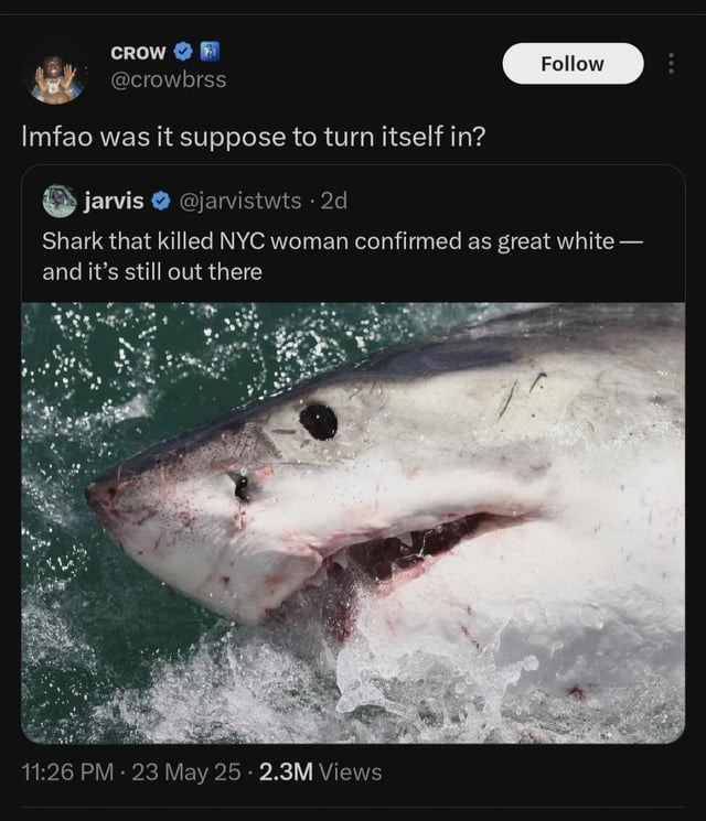 Timid Shark Memes