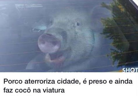 Pqp :grin: - Meme by primo-cocada :) Memedroid