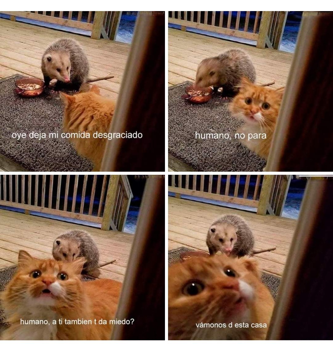 Mishi sacaron,,, y yo,,,ahhhmonos alb - Meme subido por wolschaldo ...