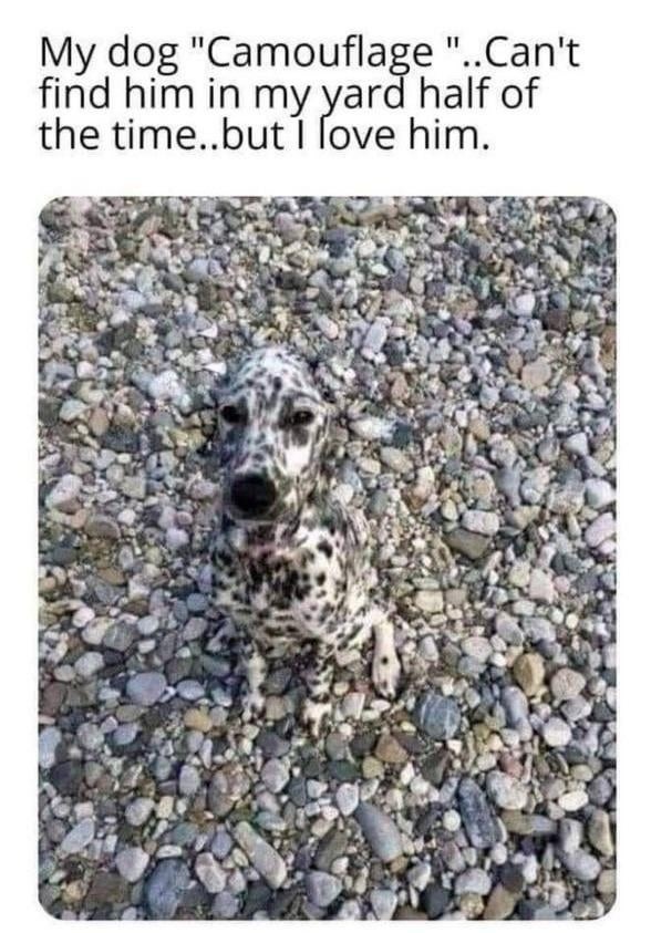 The best Camouflage memes :) Memedroid