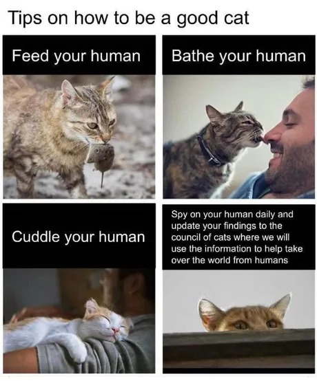 Good Cat Meme